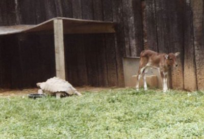 Photo Gallery: Animals Used for Entertainment | PETA