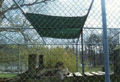 Photo Gallery: Animals Used for Entertainment | PETA