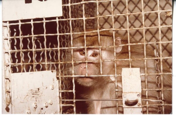 The Silver Spring Monkeys: The Case That Launched PETA | PETA