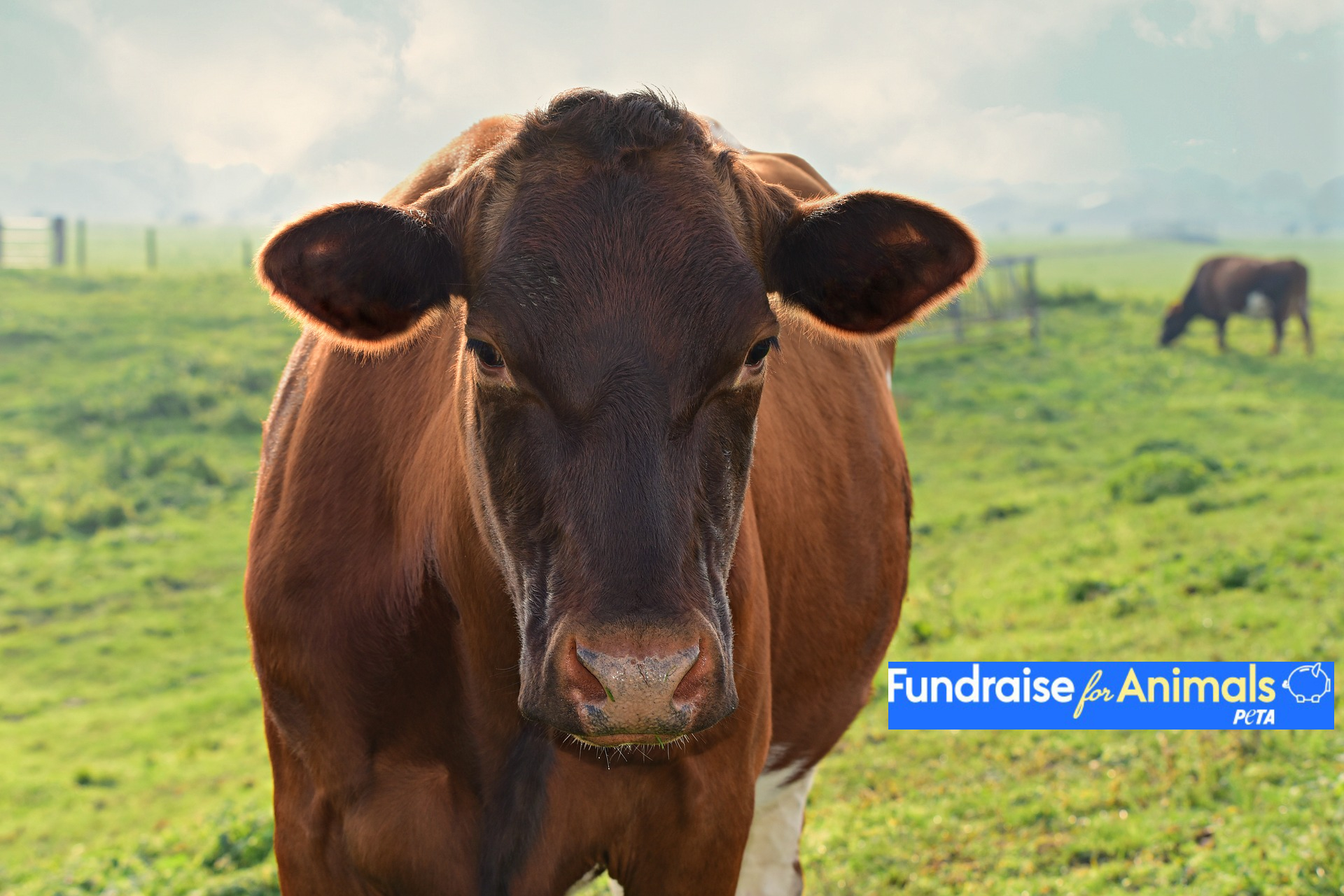 Places To Donate Money For Animals | Support PETA
