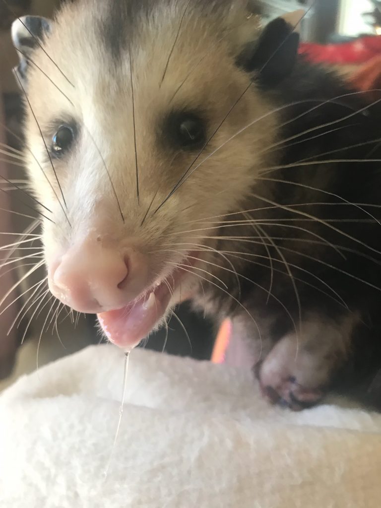 Possum Drop in Andrews, NC | PETA