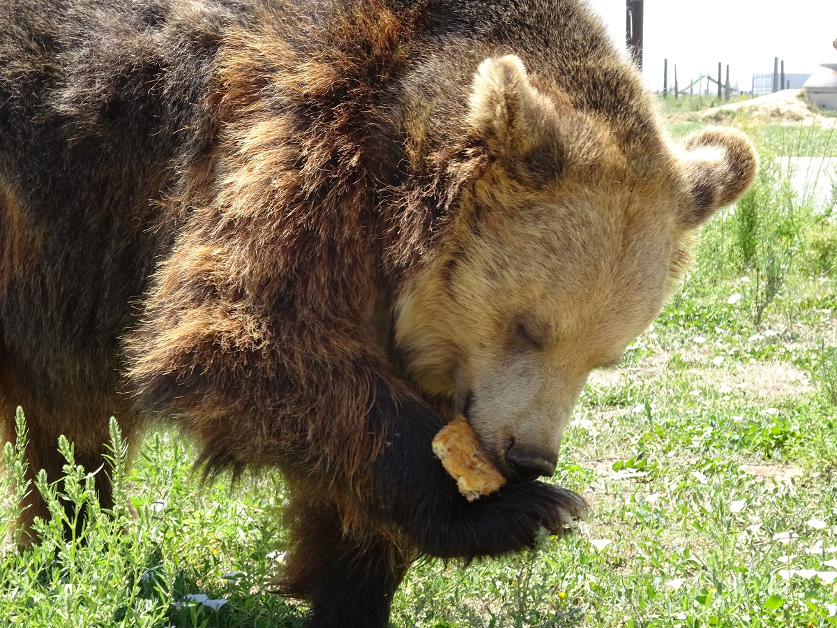 Video: Rescued Bears Swim, Play, and Bob for Apples | PETA