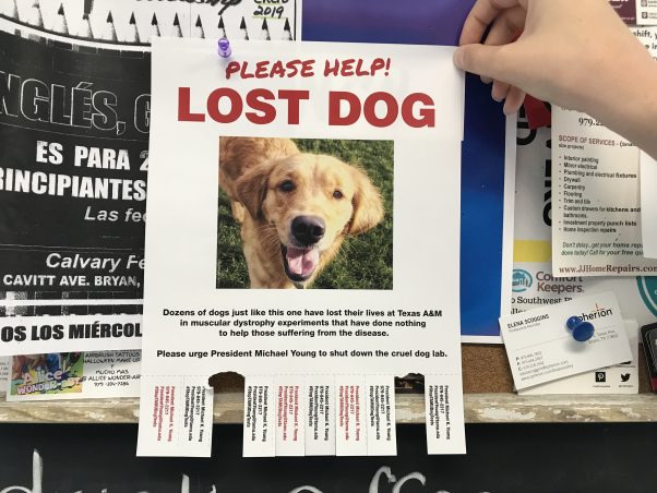 Texas A&M: Please Help Us Find This 'Lost Dog' | PETA