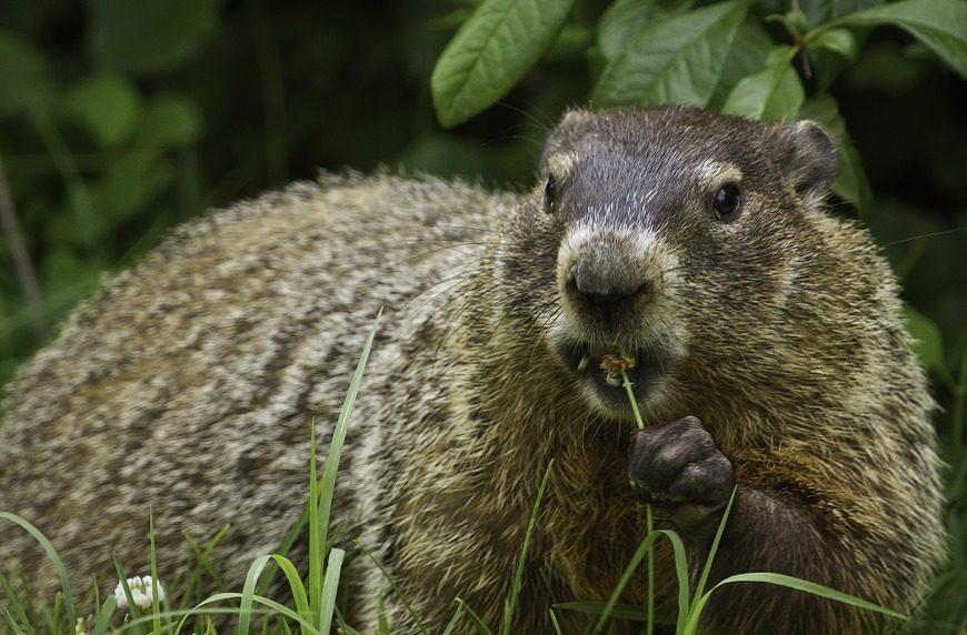 This Groundhog Day Say No To Cruel Holiday Displays PETA This Groundhog Day Say No To Cruel Holiday Displays PETA