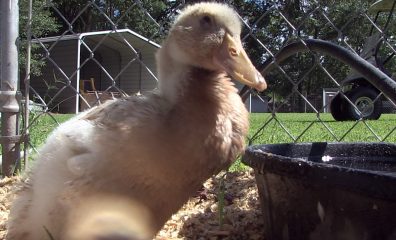 Martin Luther King Jr. and Animal Rights | PETA