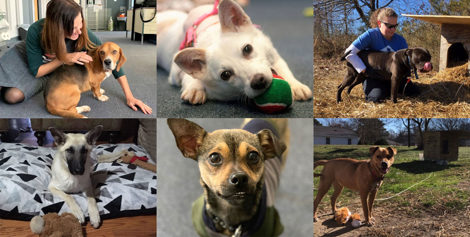 Community Animal Project to the Rescue (January 2019) | PETA