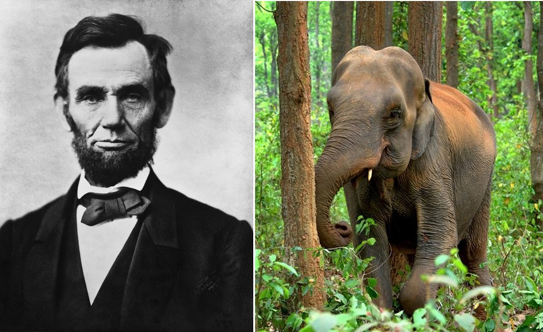How Abraham Lincoln Saved Elephants From Slavery | PETA