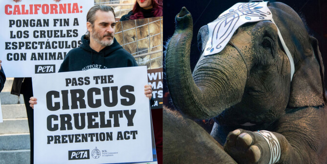 How PETA Took Down Circus Giant Ringling Bros. | PETA