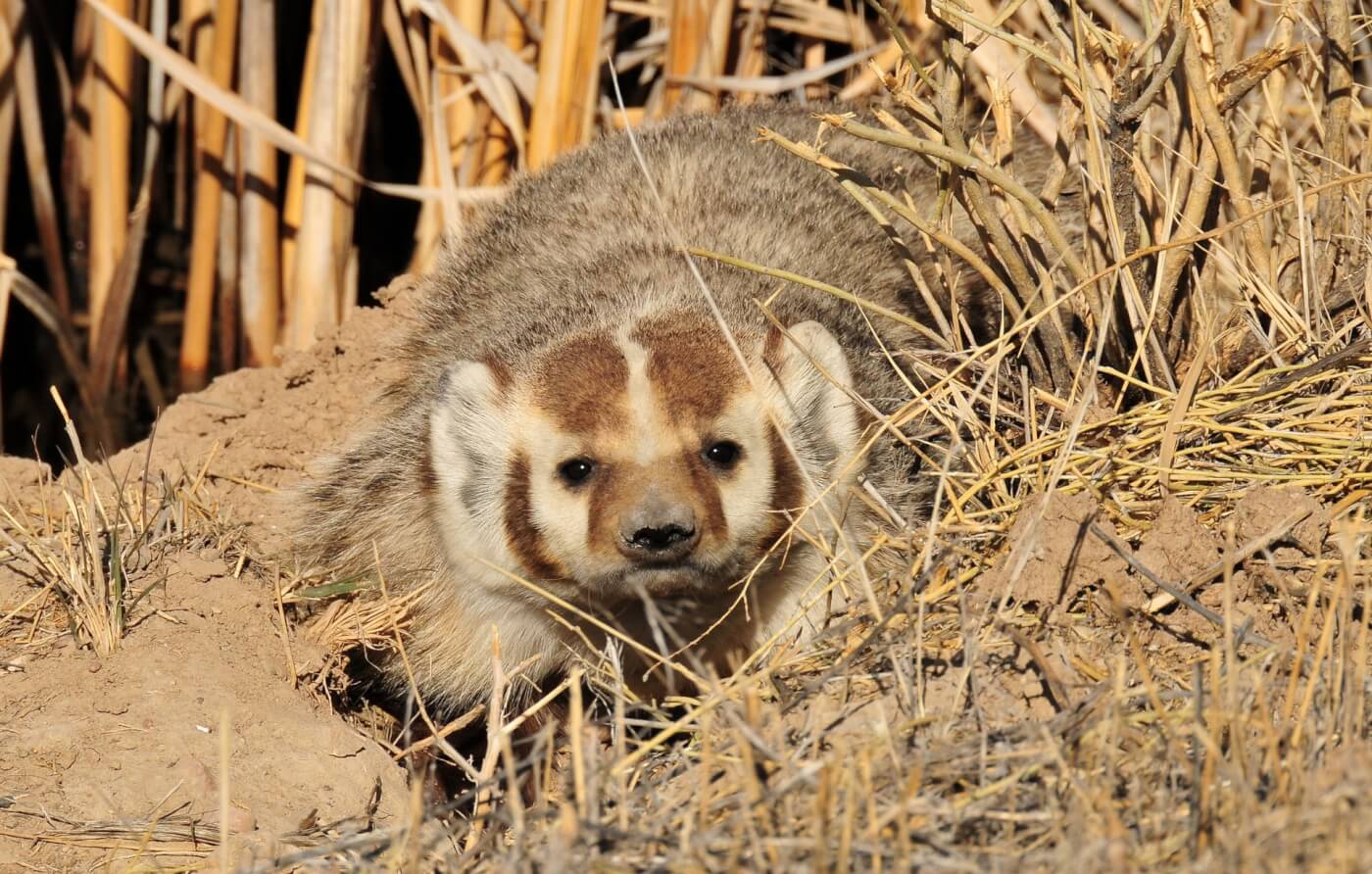 9 Cool Badger Facts and a Way to Help Save Them | PETA