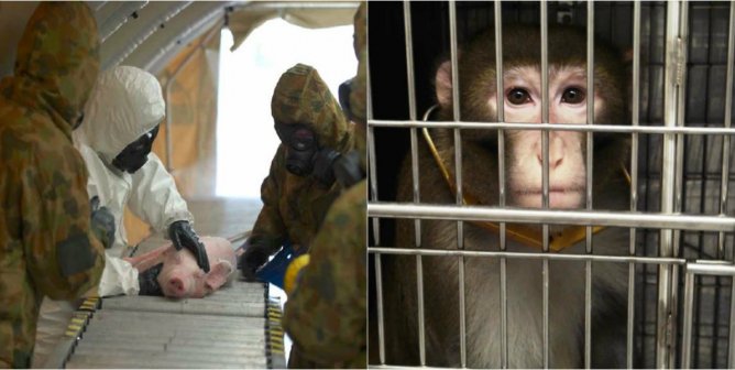 A Veteran Reveals the Military's Most Shocking Secret Yet | PETA