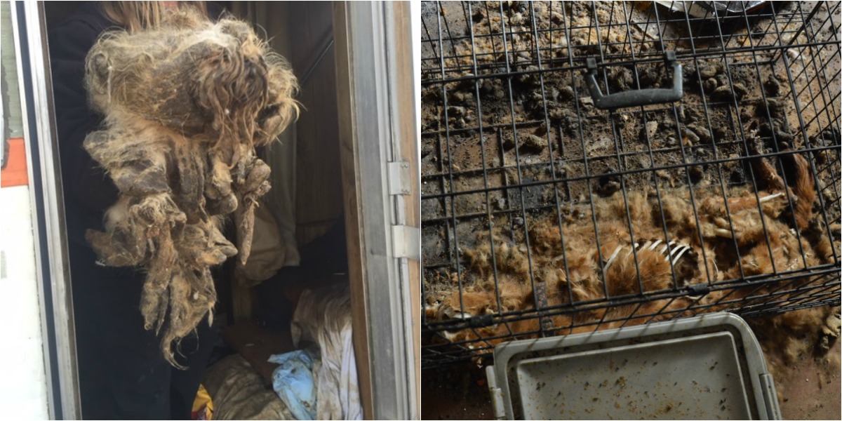 Police Photos From Raids on 'No-Kill Animal Rescues' | PETA