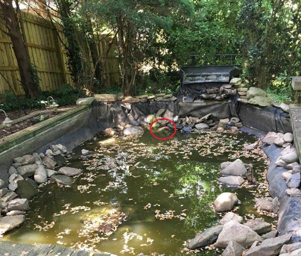 Update: 11 Koi Rescued From Abandoned Pond in Cumming! | PETA