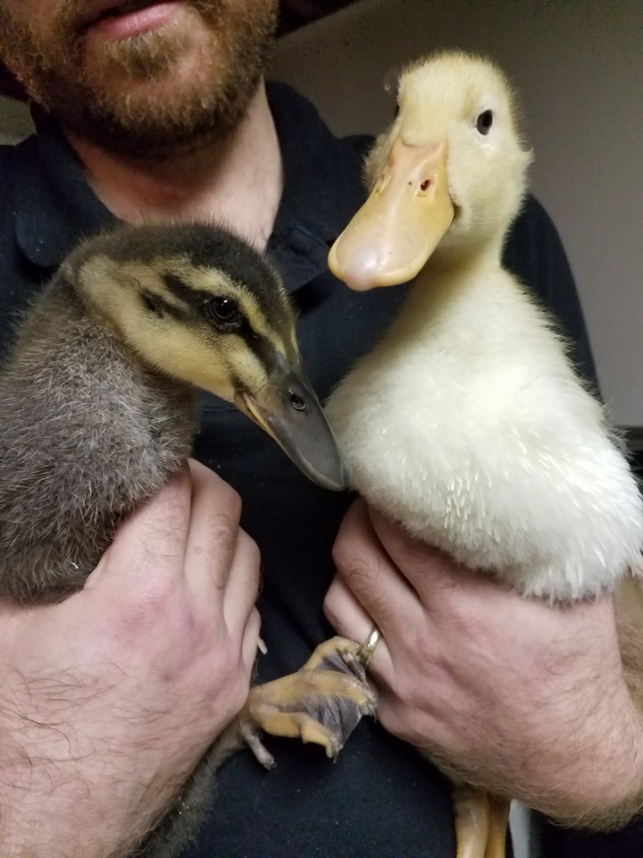 Photos: Ducklings (Dumped After Easter) Rescued | PETA