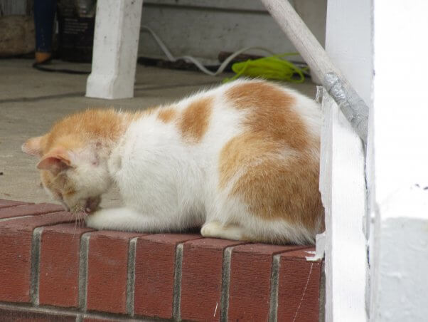 Shelter Refusing Animals? Here's What to Do | PETA