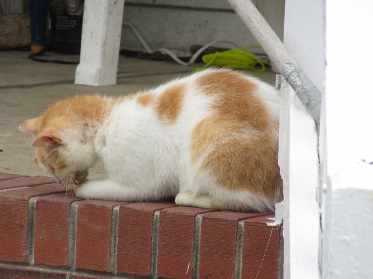 Shelter Refusing Animals? Here's What to Do | PETA