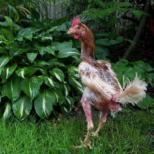 Elizabeth the Hen | PETA