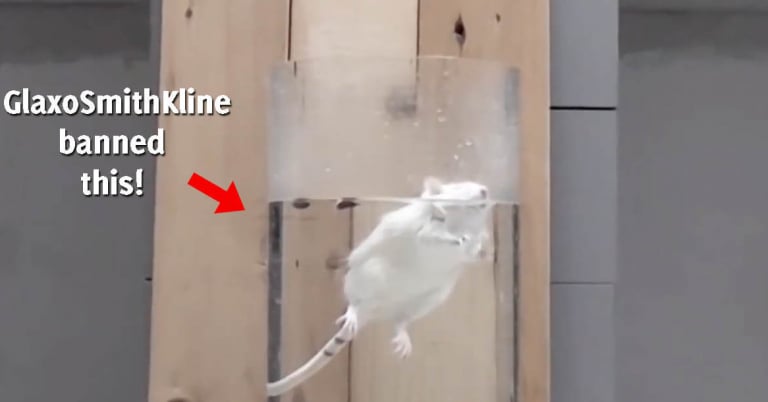 What Is Vivisection, and Is Vivisection Legal? | PETA