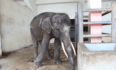 The Jaws of Death: How Steel-Jaw Traps Torture and Kill Animals | PETA