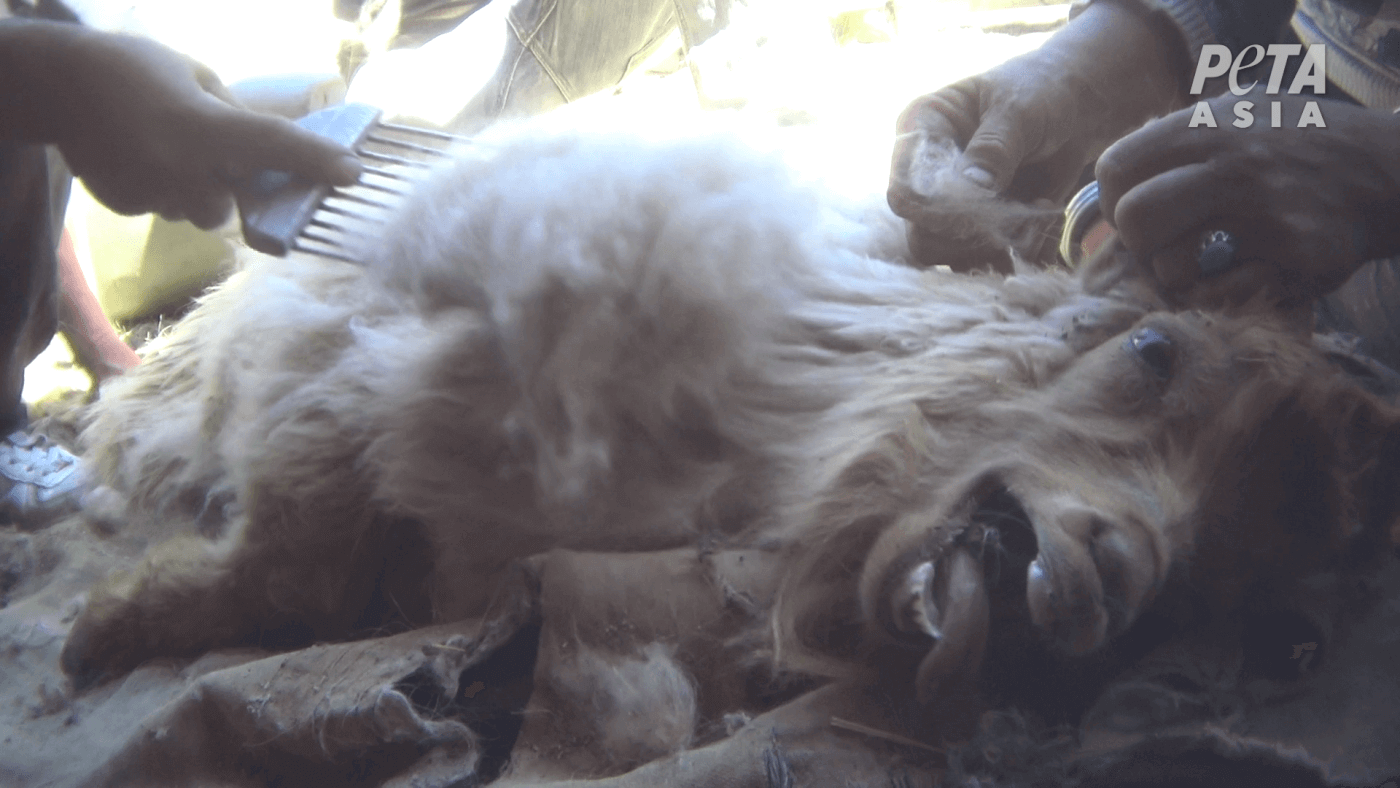 Goats Scream in Pain for Madewell's Knitwear | PETA