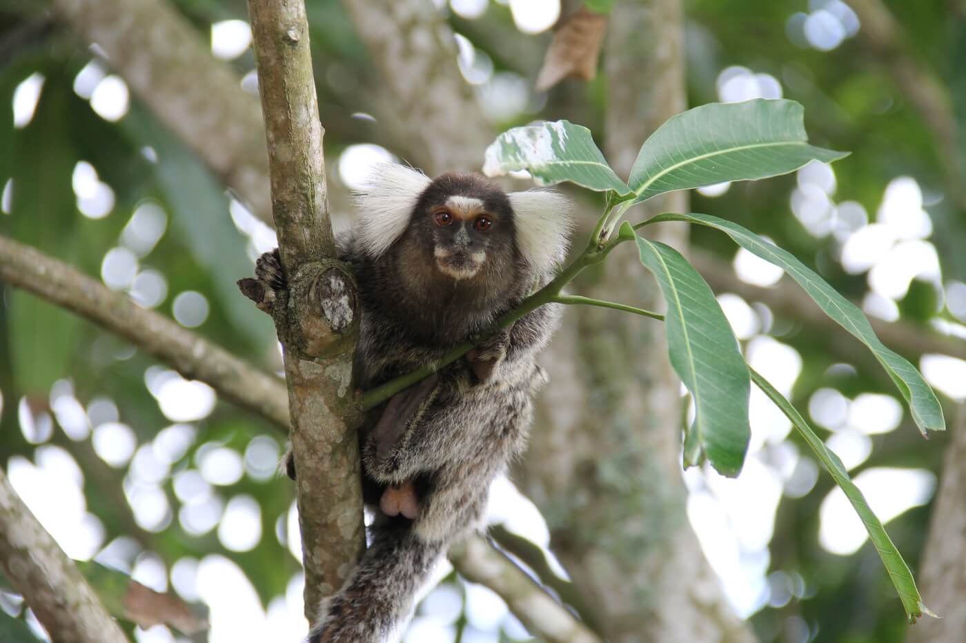 How Marmosets Suffer When Used in Experiments | PETA
