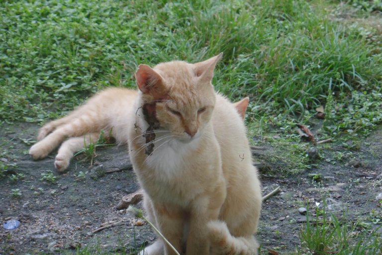 Shelter Refusing Animals? Here's What to Do | PETA