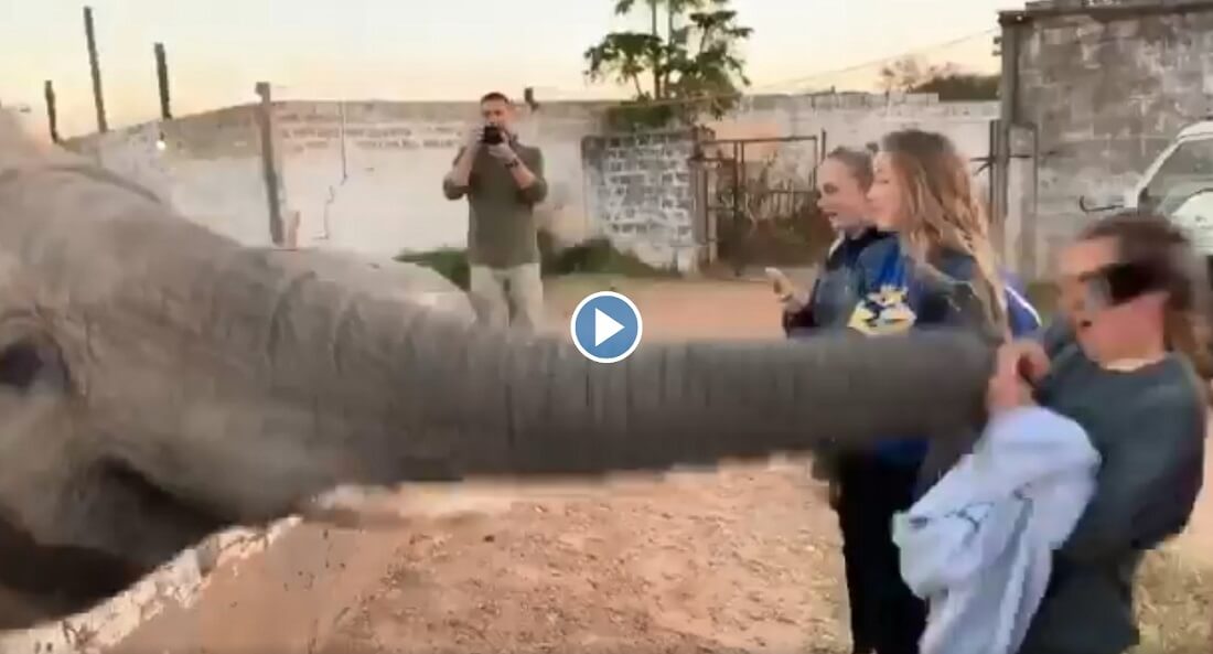Video Shows Captive Elephant Landing Solid Hit on Tourist | PETA