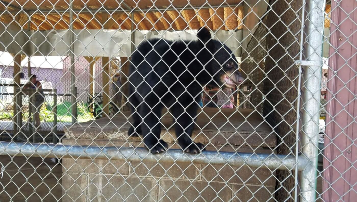 Oswald’s Bear Ranch Is a Death Trap—Take Action Now! (Updated August ...