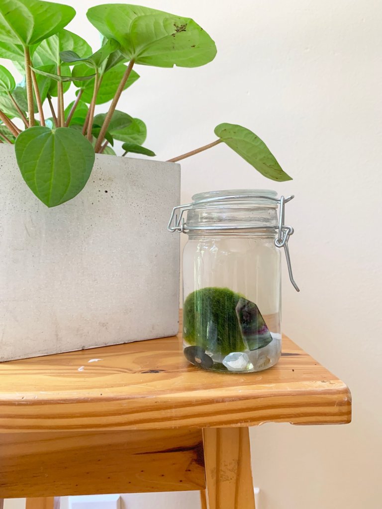 Give Bettas a Break! Make a Cute Moss Ball Terrarium | PETA