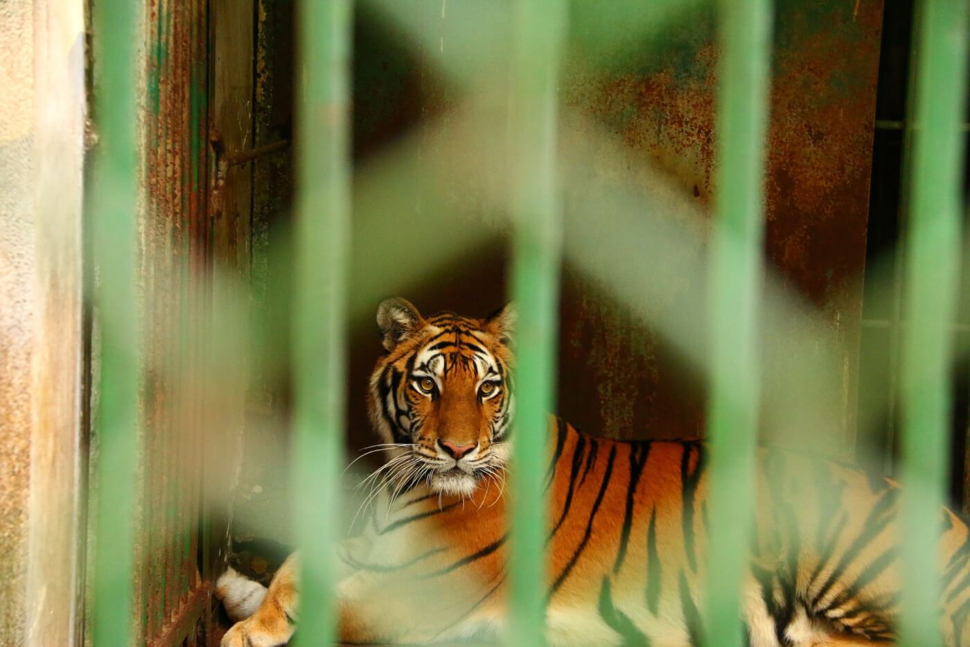 10 Notorious Animal Abusers 'Tiger King' Didn't Expose | PETA