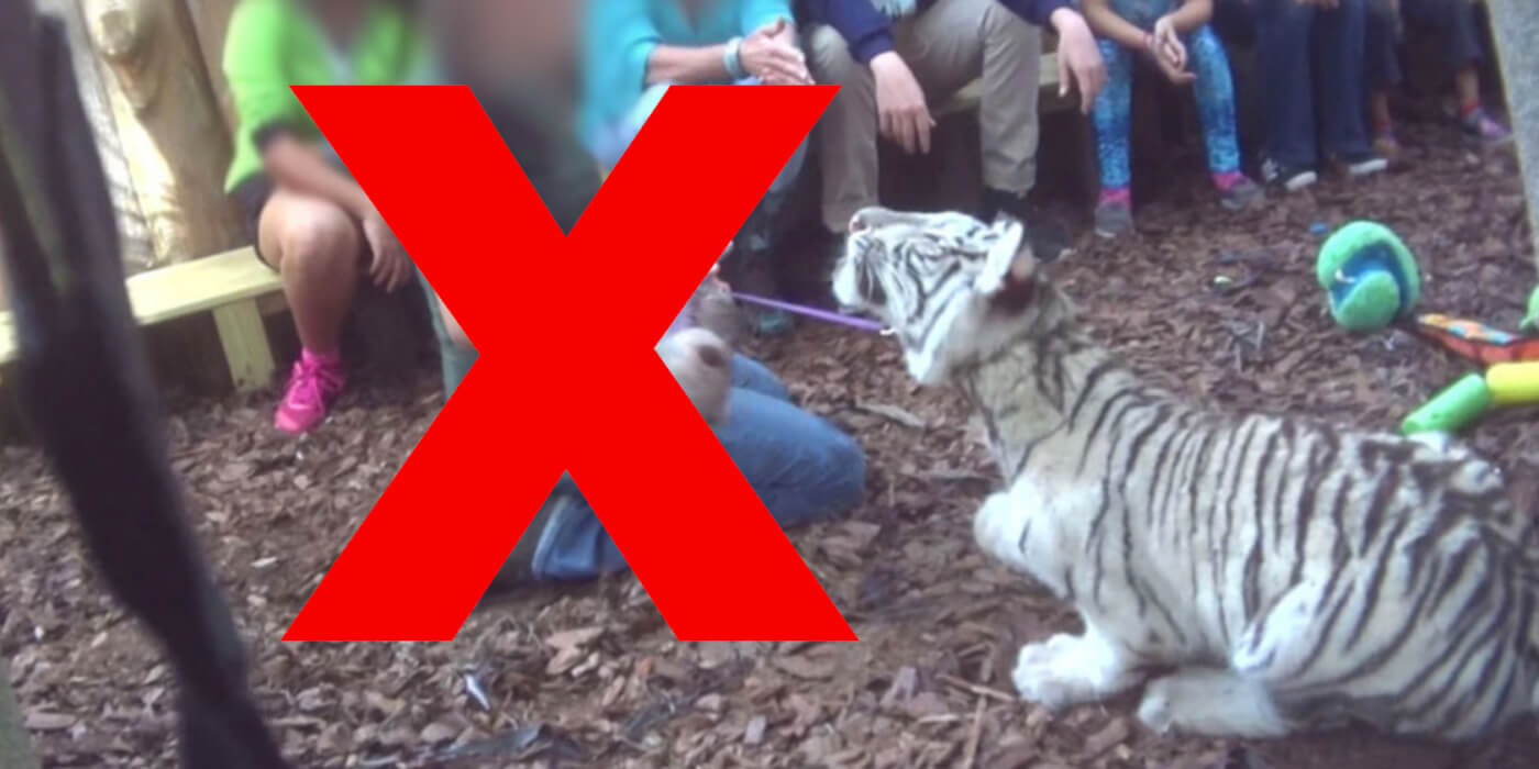 These Instagram Accounts Exploit Wild Animals | PETA