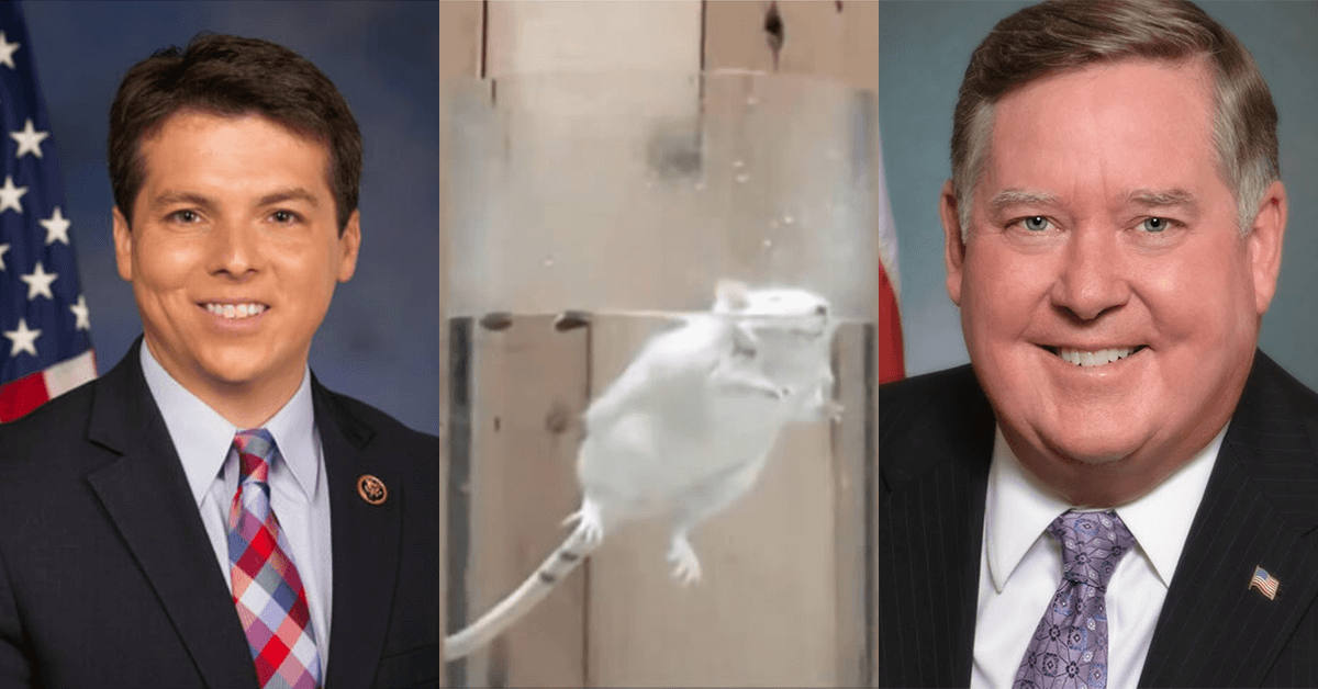 Bipartisan Reps Urge Feds to End Near-Drowning Tests on Animals | PETA