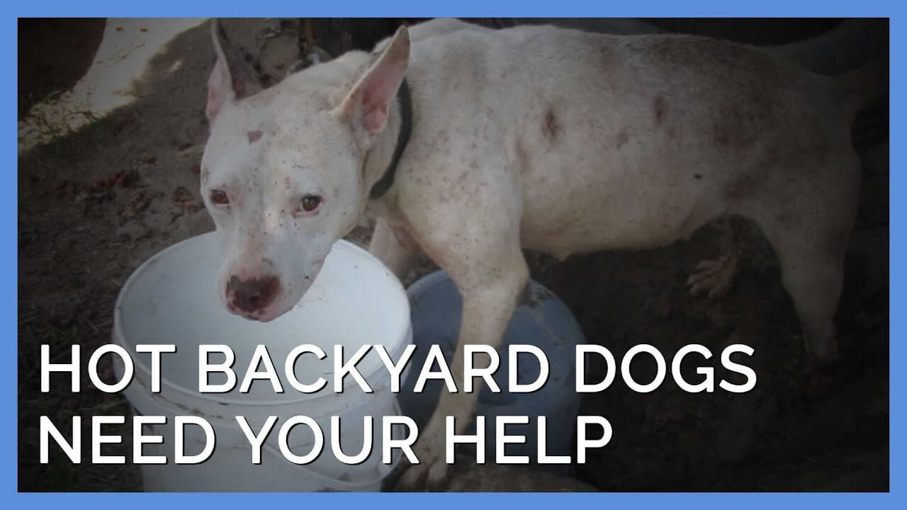 Can Dogs Survive Extreme Heat