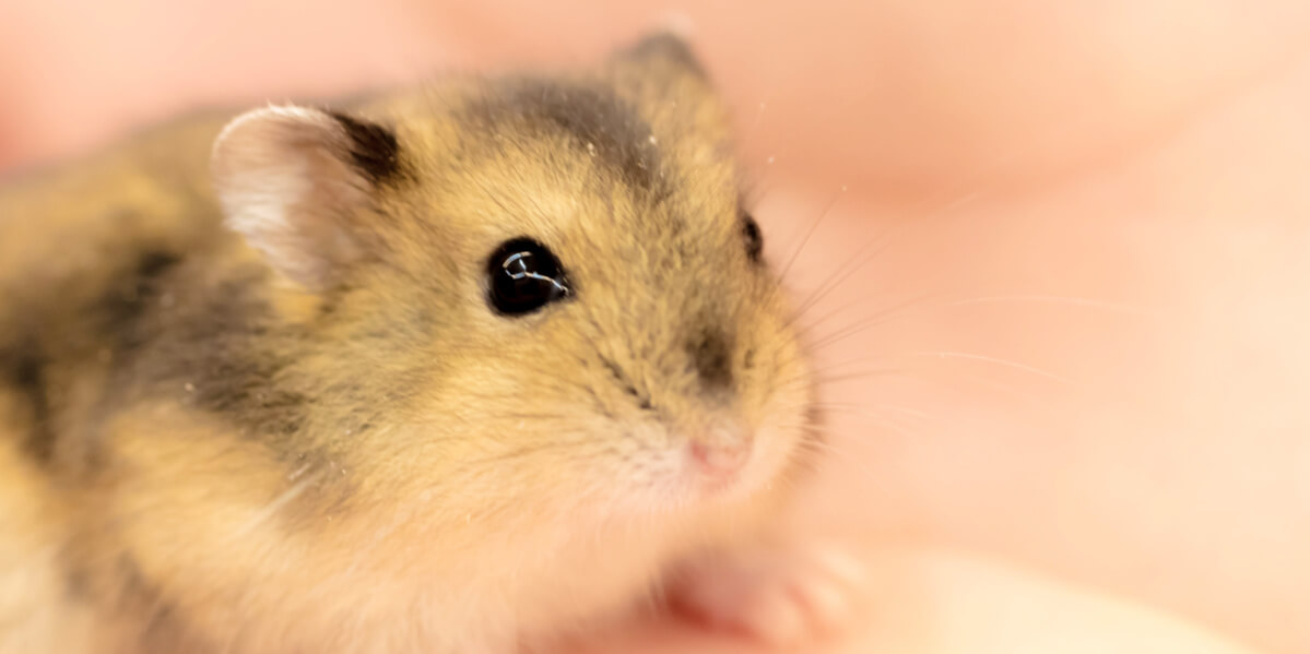 Experiments Terrorize Mice…to Show They Have Personalities? | PETA