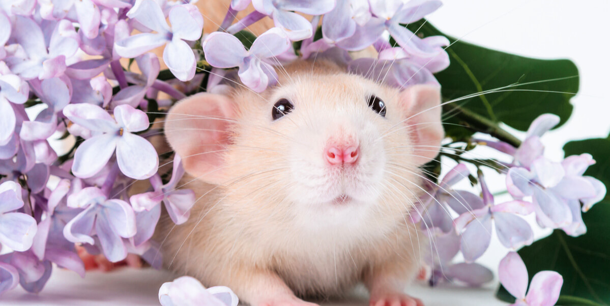 See How PETA Shook the Animal Testing Industry in 2025 | PETA