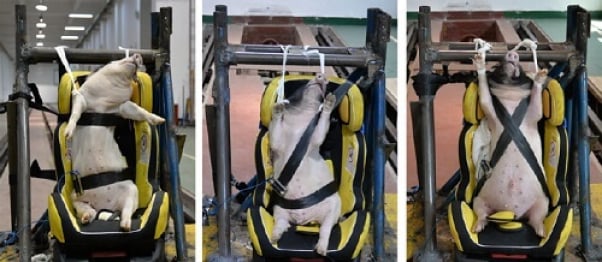 Animals Suffer in Deadly Car-Crash Tests in China | PETA Blog