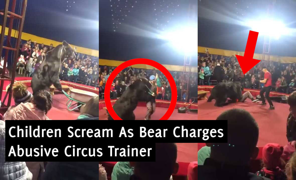 WATCH: Children Scream As Bear Goes After Circus Trainer | PETA