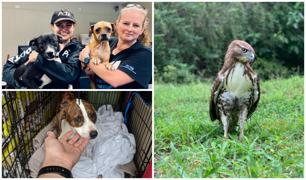 Real-Life Stories of PETA's Animal Rescues in September | PETA
