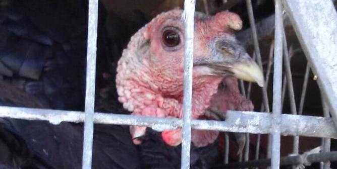 People for the Ethical Treatment of Animals (PETA)