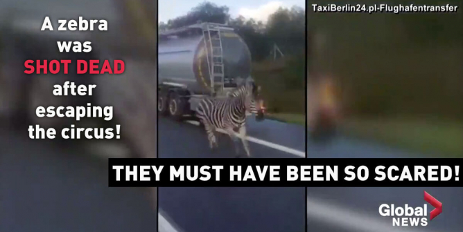 Celebrities Calls to Boycott Universal Pictures' 'A Dog's Purpose'