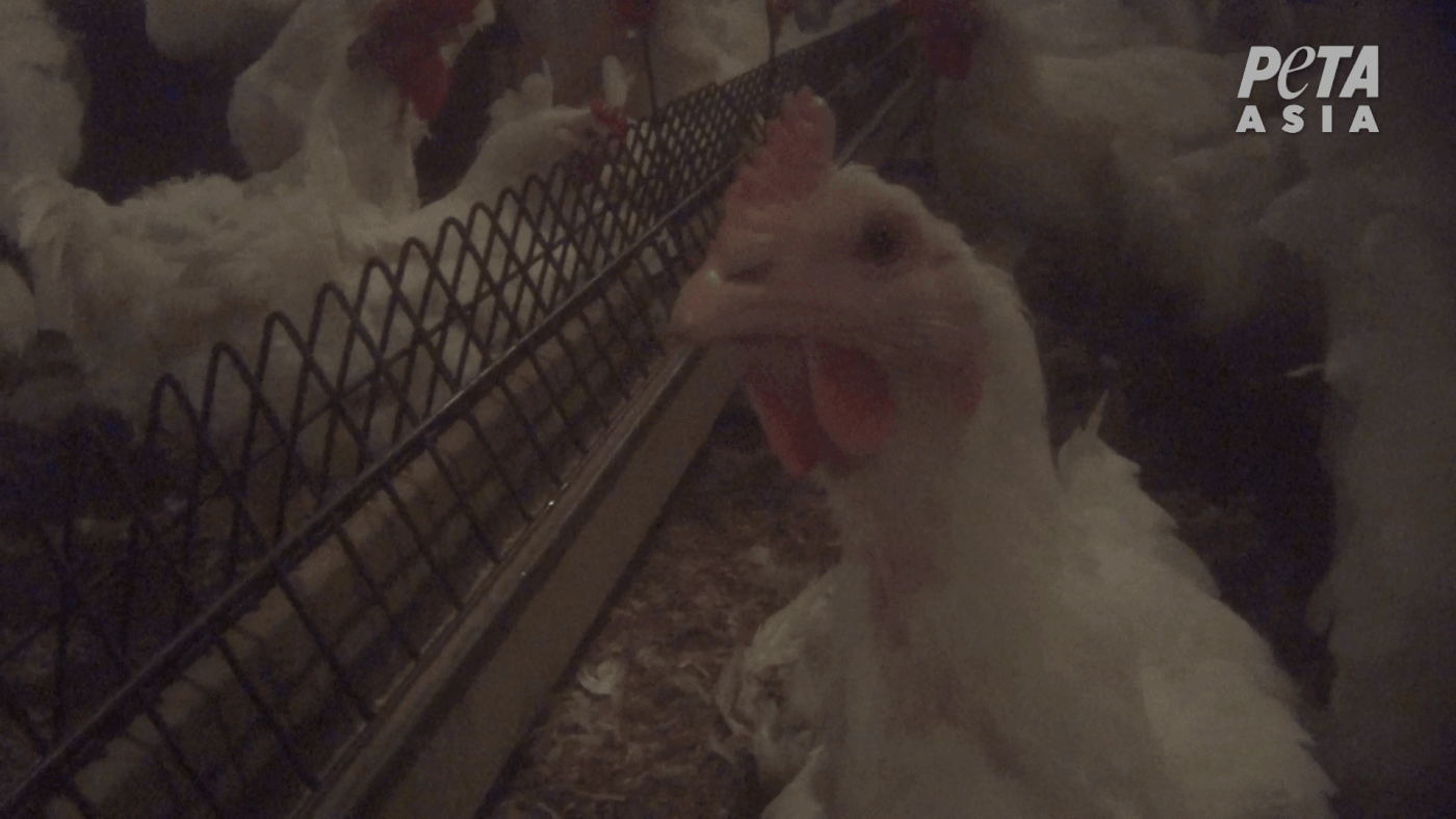 Investigations | PETA