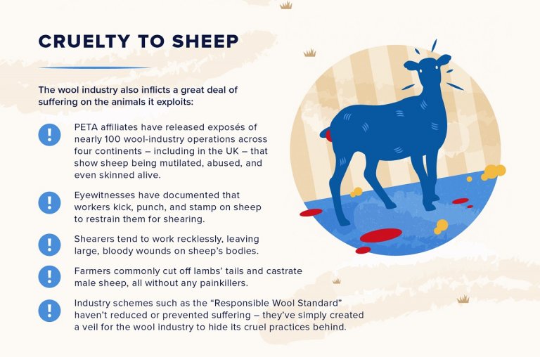 PETA Infographic: The Wool Industry Is Ruining the Planet | PETA