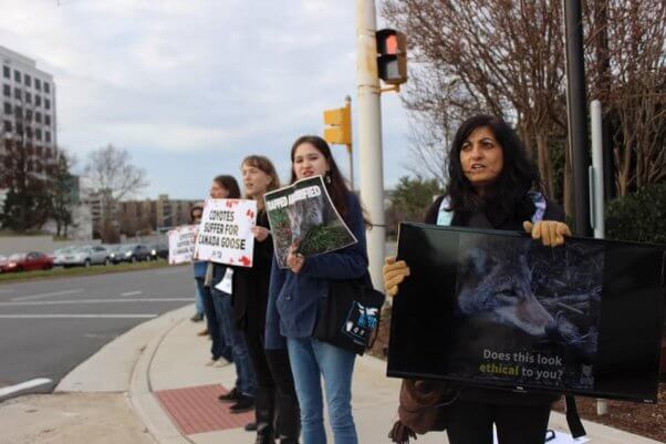 Fur-Free Friday Activists Take Aim at Canada Goose | PETA