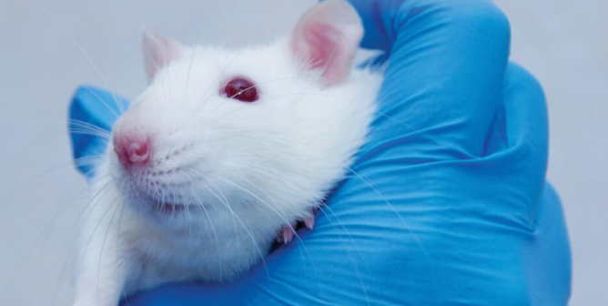 Animal Experimentation page 2 - PETA