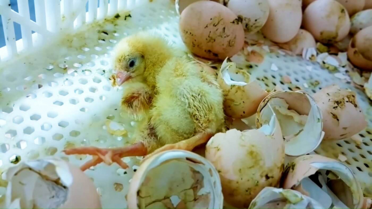 Dead Chicks Cover the Ground on Filthy Farm (Video) | PETA