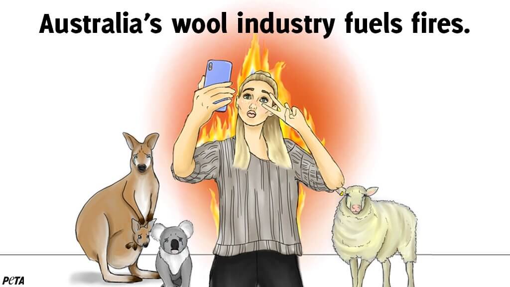 Yes, Wearing Wool Fuels Climate Change—Here's How | PETA