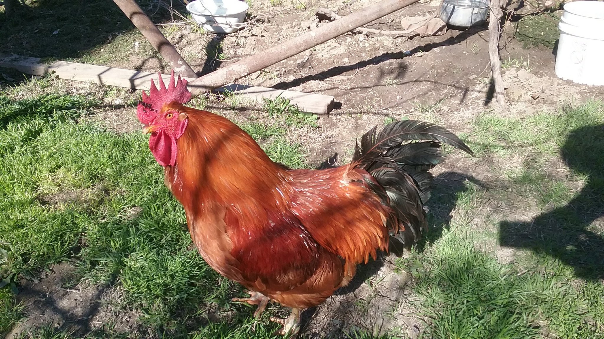 PETA's 'Make Your Chicken a Star' Contest | Winner | PETA