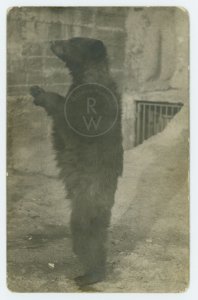 Meet the Real Winnie the Pooh Behind the Iconic Character | PETA