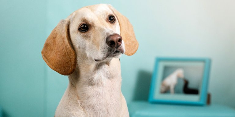 Are Dog Breeders Bad? Negative Effects of Dog Breeding | PETA