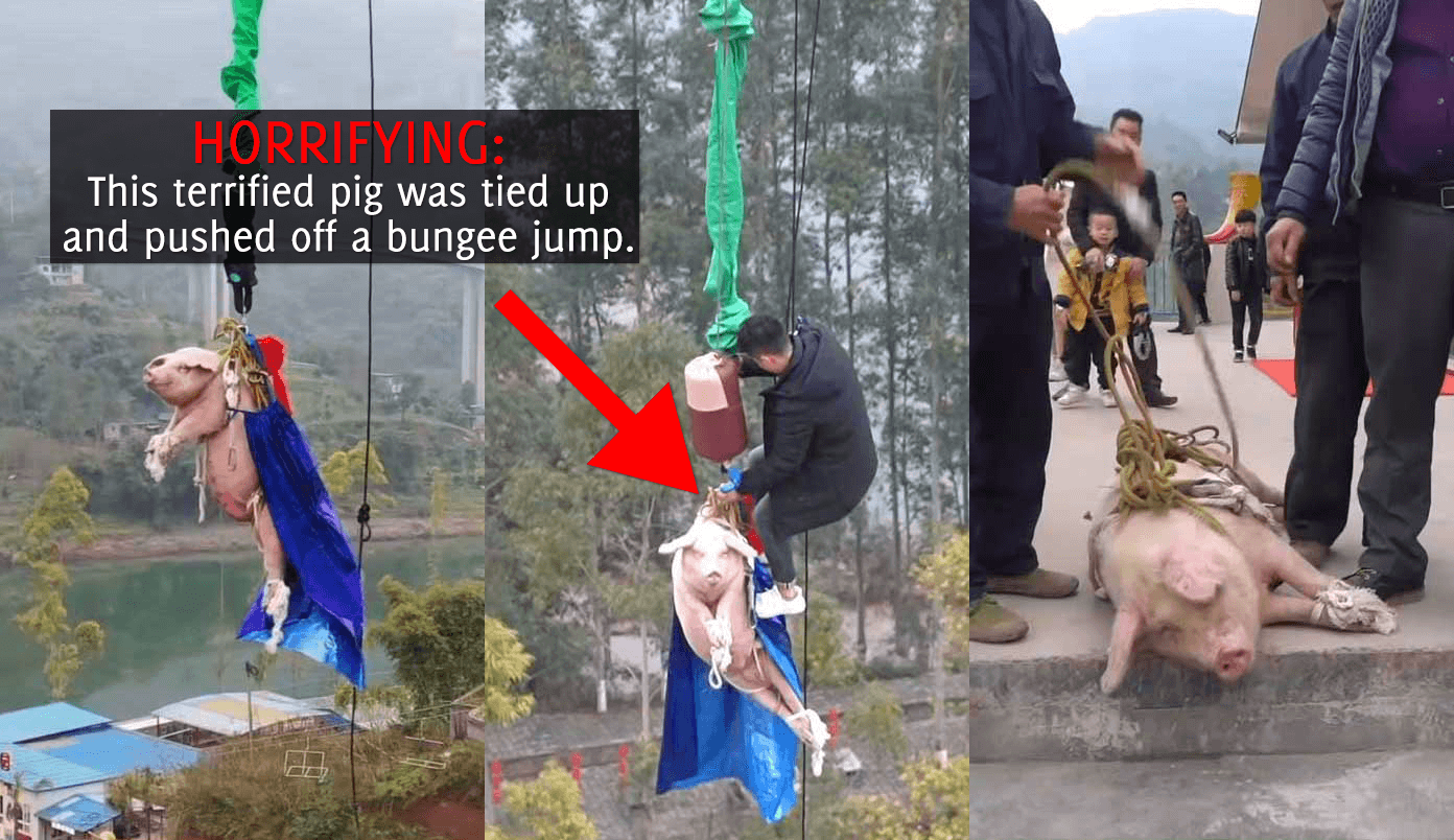 Pig Forced to Bungee-Jump in Awful Theme Park Stunt | PETA