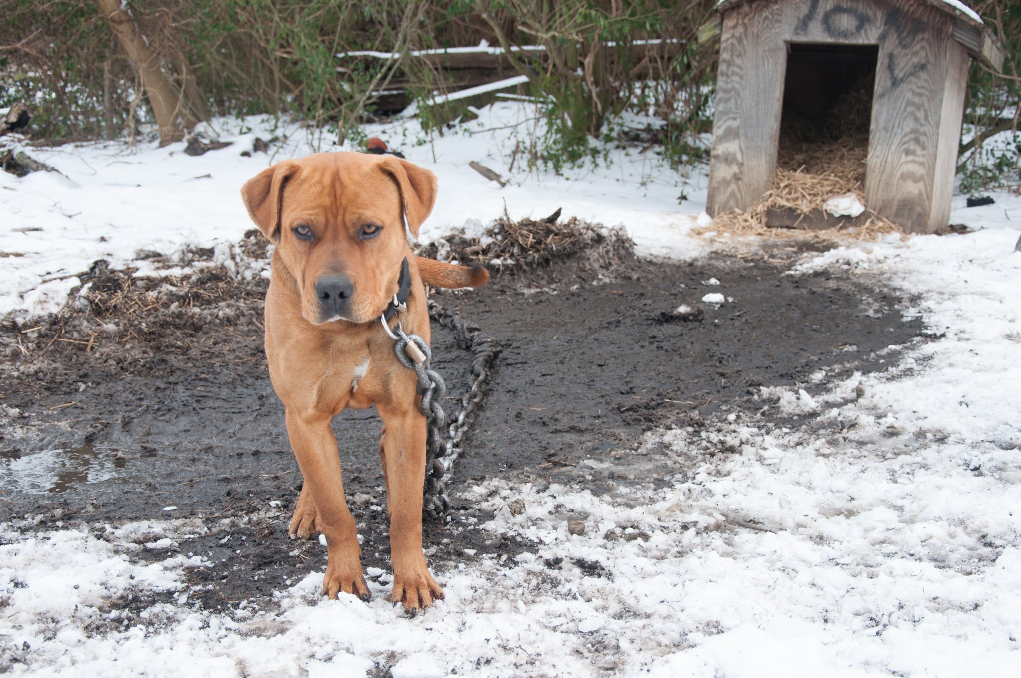 Pictures: 15 Reasons Never to Chain Dogs | PETA